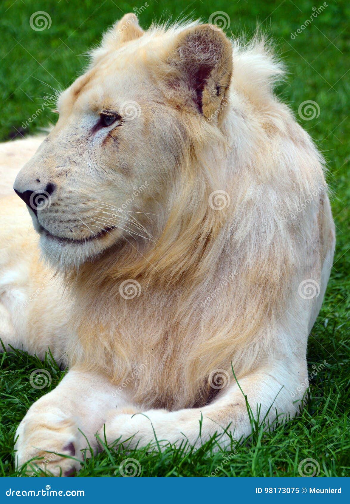 Witte Leeuw stock afbeelding. Image of carnivoor, hoofd - 98173075