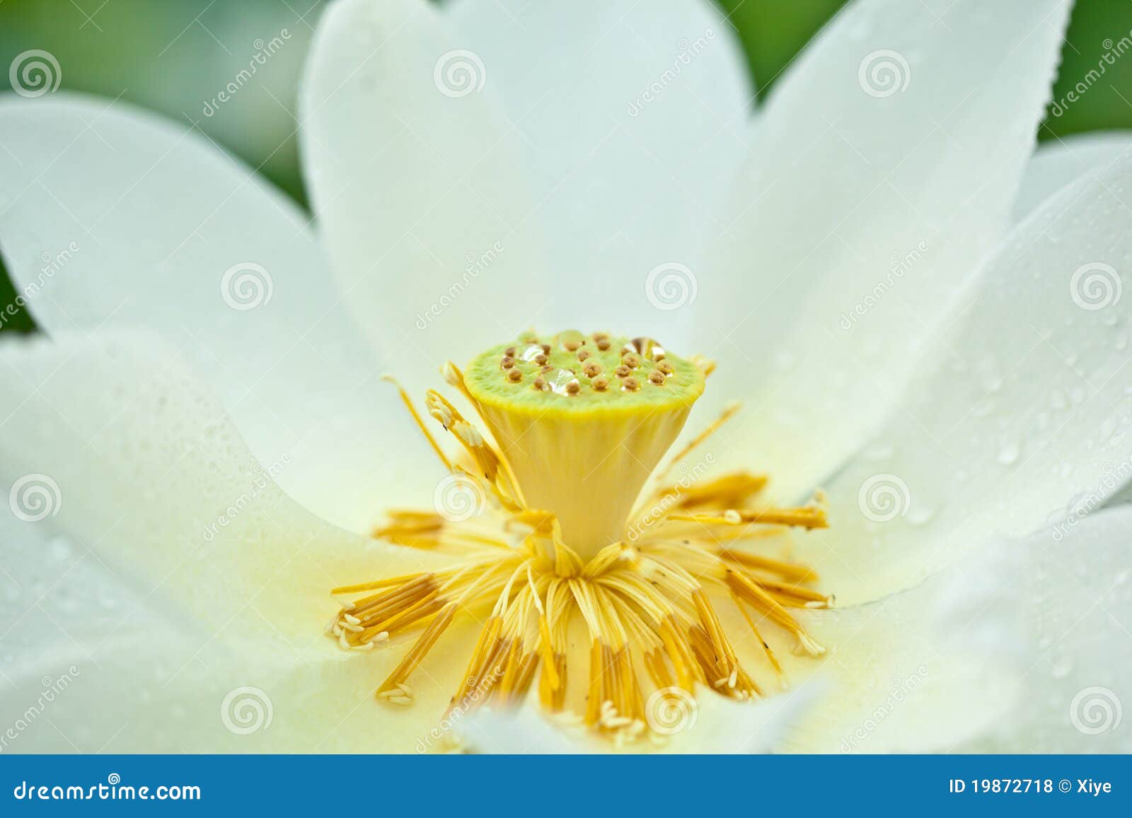 Witte Lotus en dauwdruppel stock foto. Image of bloem - 19872718