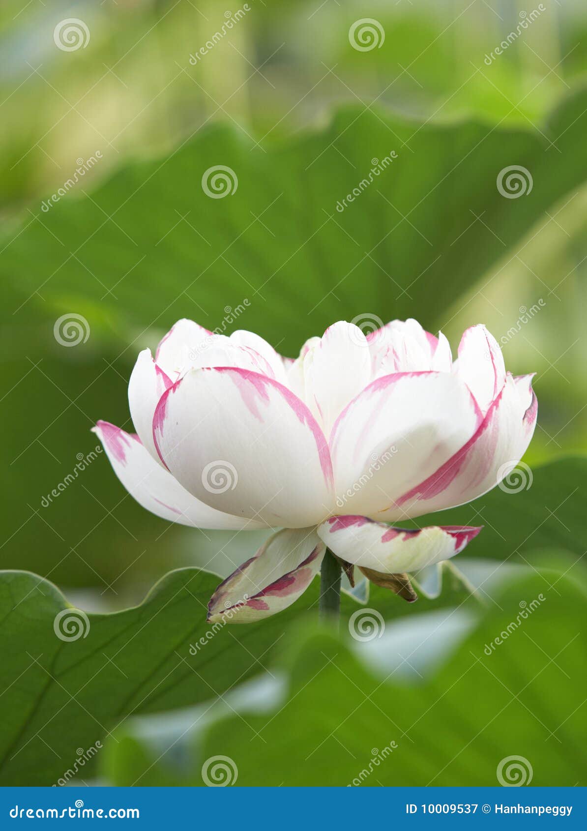 Witte lotusbloem stock afbeelding. Image of dalingen - 10009537