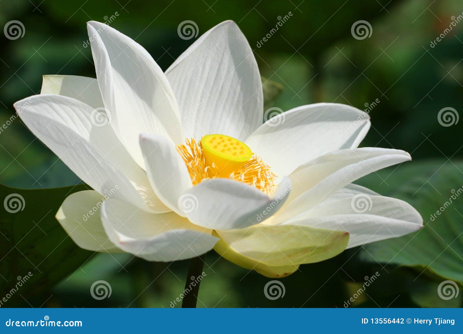 Witte lotusbloem stock foto. Image of installatie, kleuren - 13556442