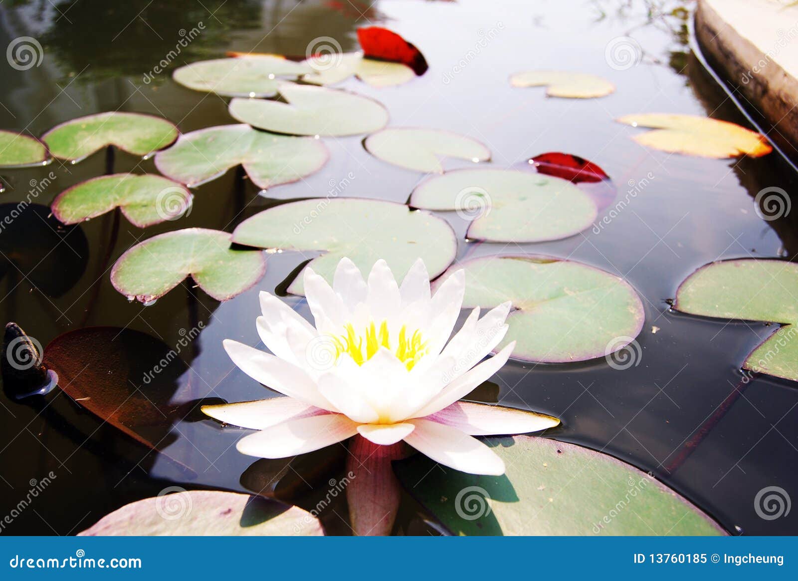 Witte lotusbloem stock afbeelding. Image of blad, bloei - 13760185