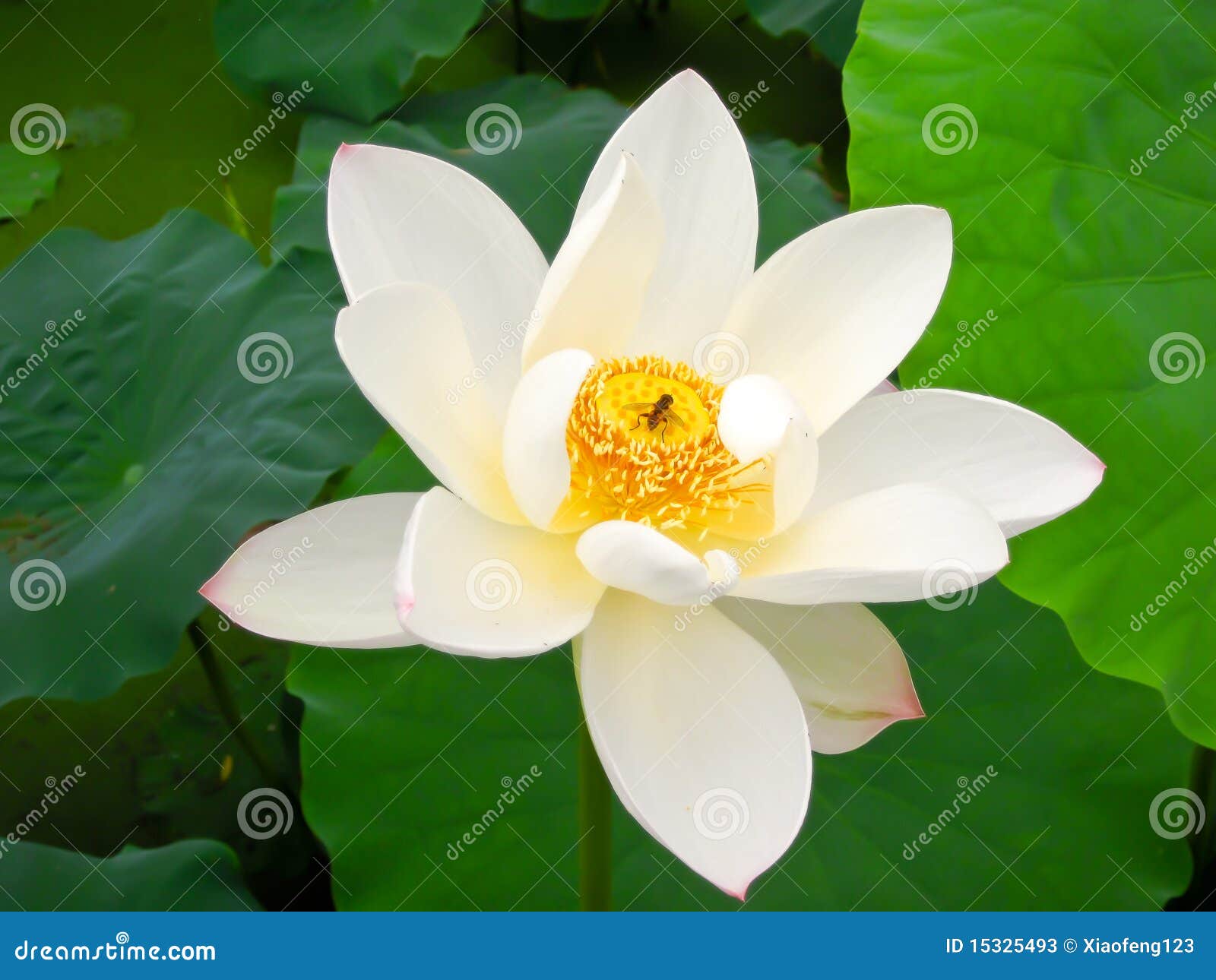 Witte lotusbloem stock afbeelding. Image of groen, lotusbloem - 15325493