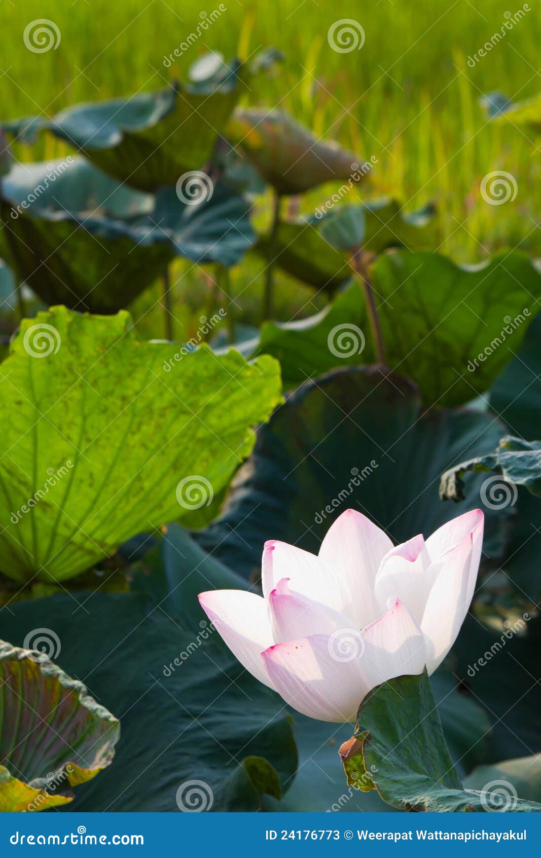 Witte lotusbloem stock afbeelding. Afbeelding bestaande uit vlotter ...