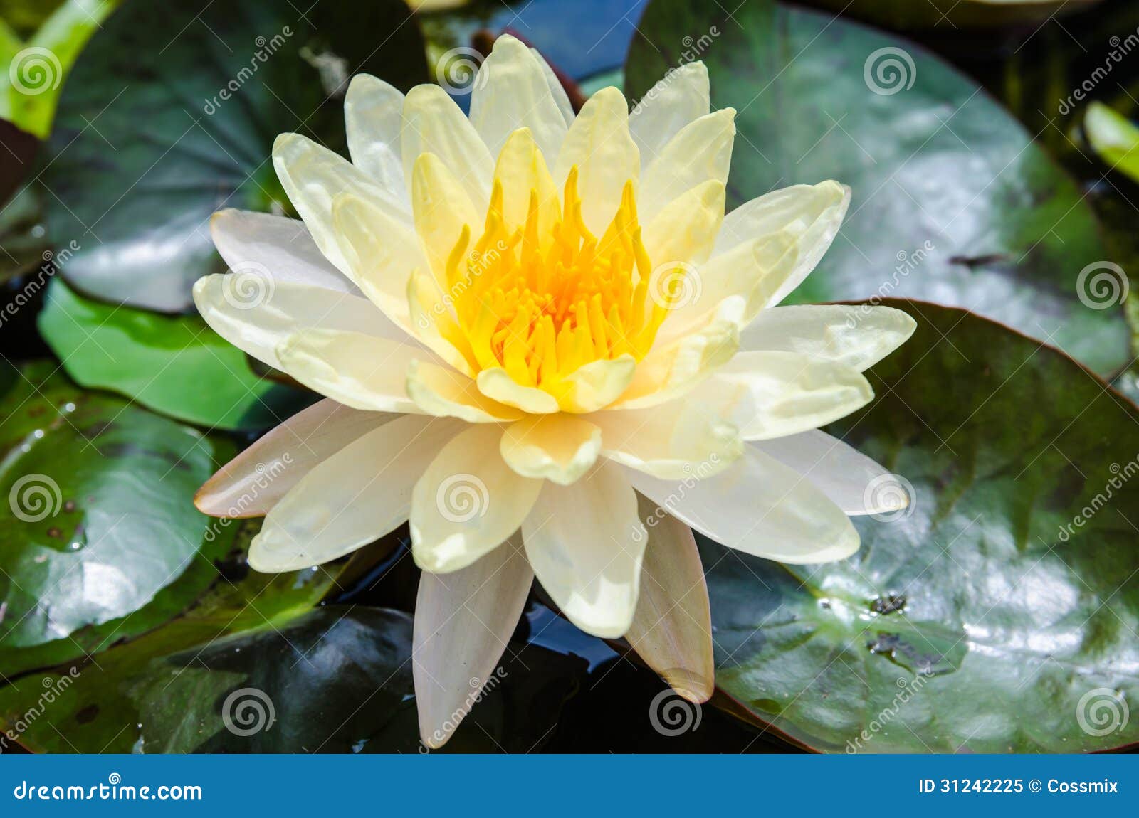 Witte lotusbloem stock afbeelding. Image of water, tuinieren - 31242225