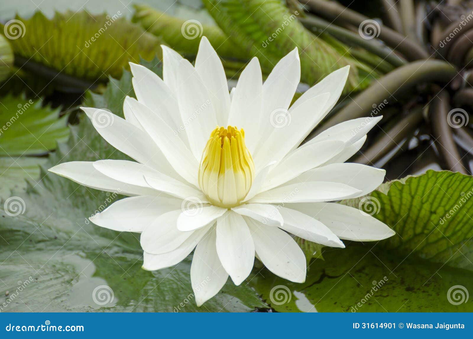 Witte lotusbloem. stock afbeelding. Image of blad, park - 31614901