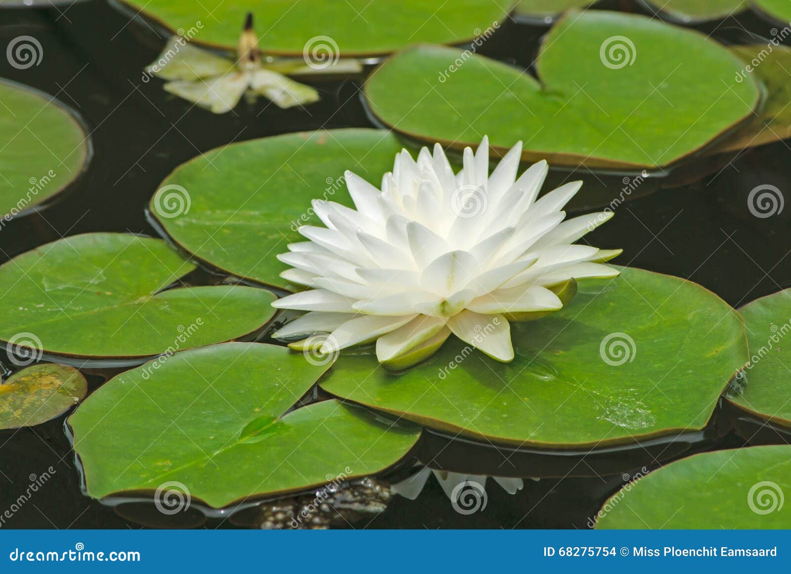 Witte Lotusbloem of Waterlelie in De Vijver Stock Foto - Image of tuin ...