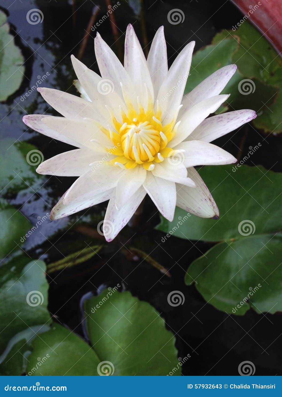 Witte lotusbloembloem redactionele stock foto. Image of water - 57932643