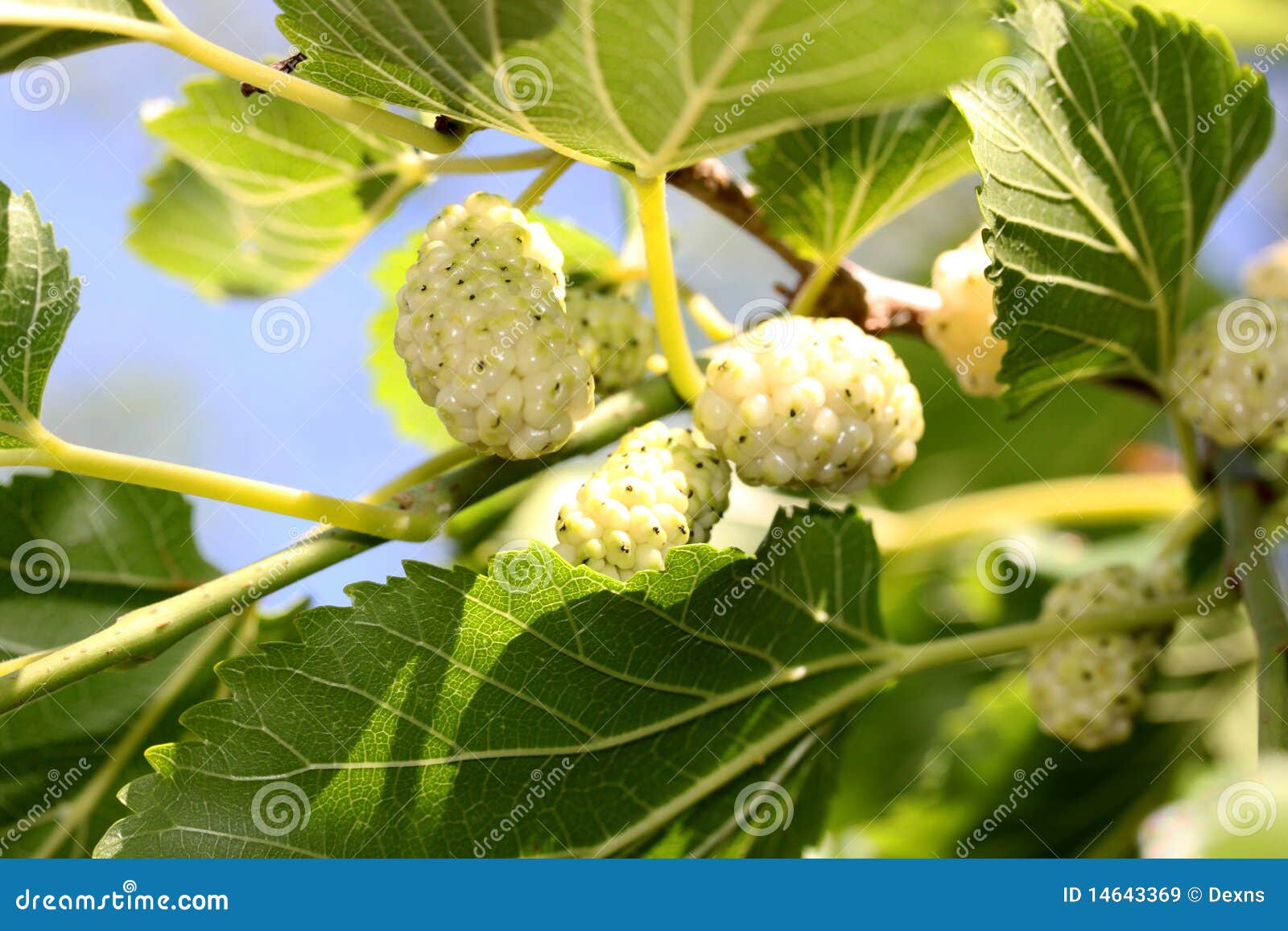 Witte moerbeiboom stock afbeelding. Image of blad, nave - 14643369
