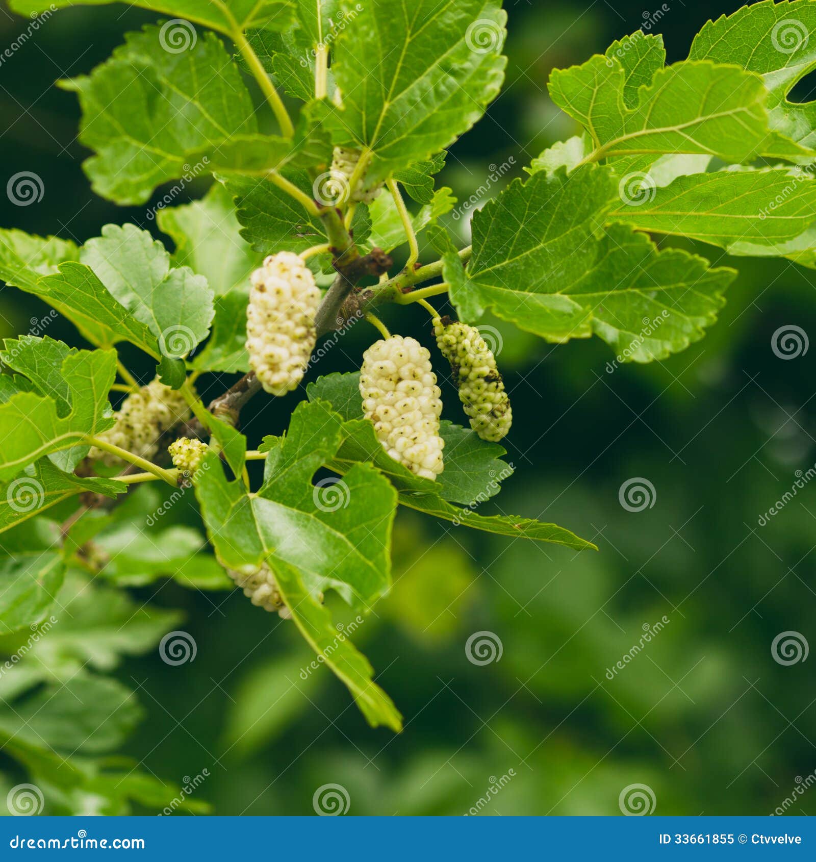 Witte moerbeiboom stock afbeelding. Image of voedsel - 33661855