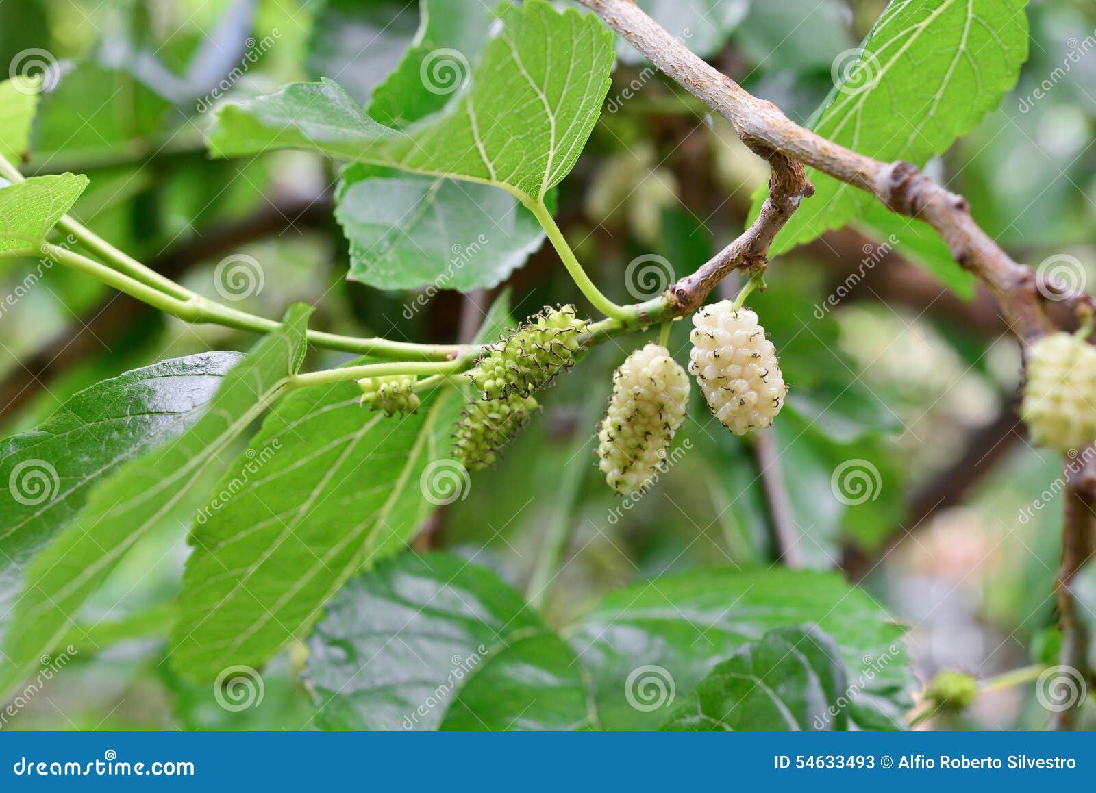 Witte moerbeiboom stock afbeelding. Image of schoonheid - 54633493