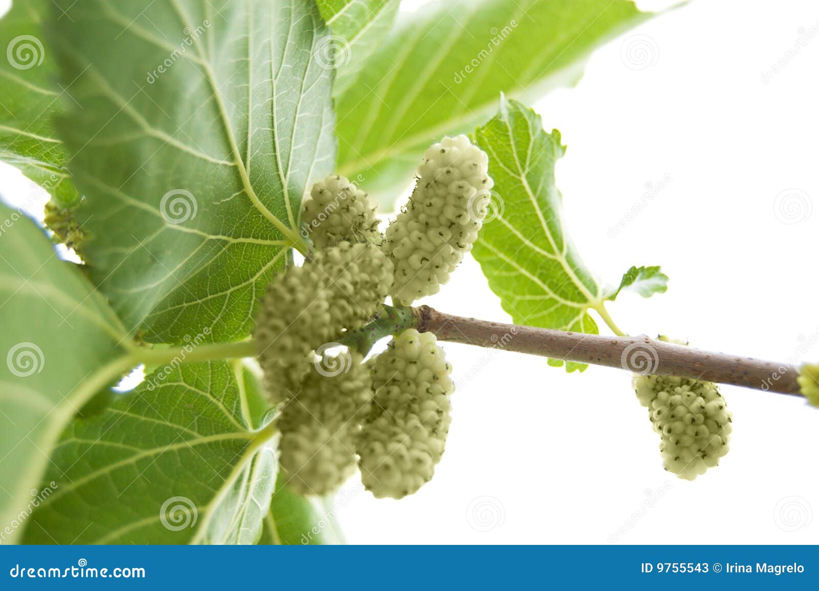 Witte moerbeiboom stock afbeelding. Image of eetbaar, voedsel - 9755543