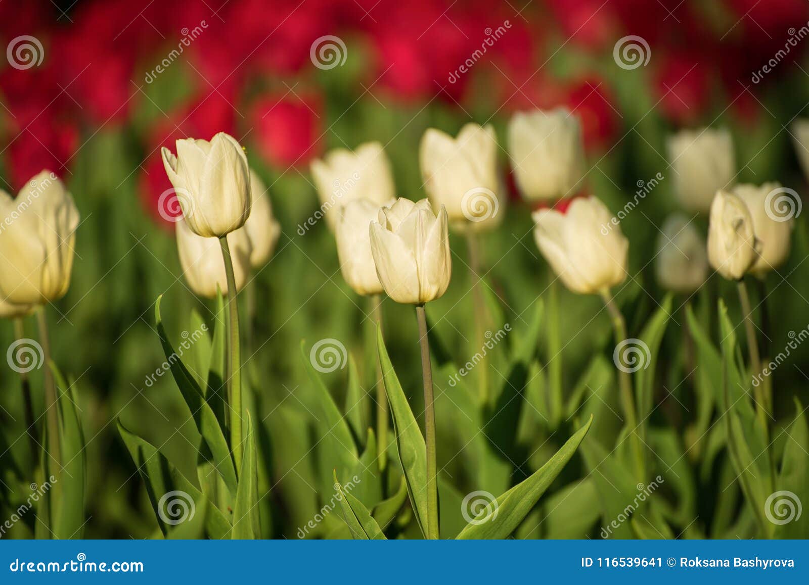 Witte mooie tulpen stock afbeelding. Image of weide - 116539641