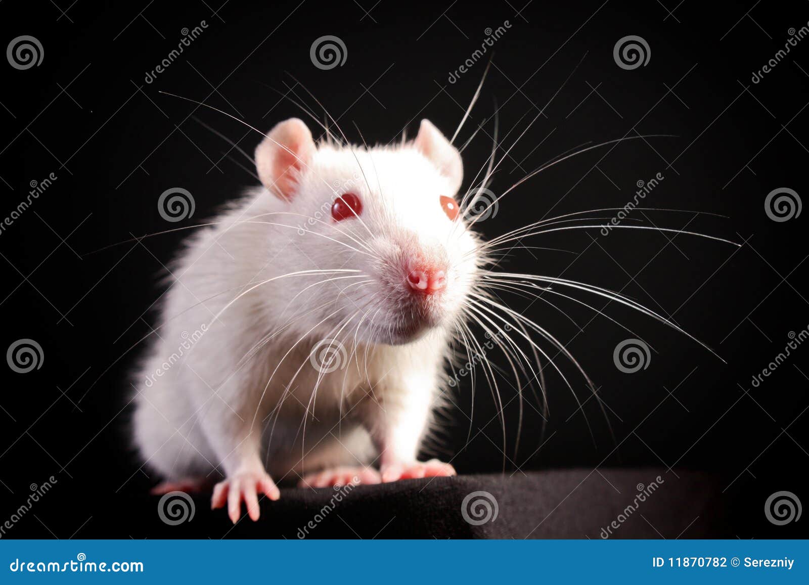 Witte muis stock foto. Image of muis, grappig, achtergrond - 11870782