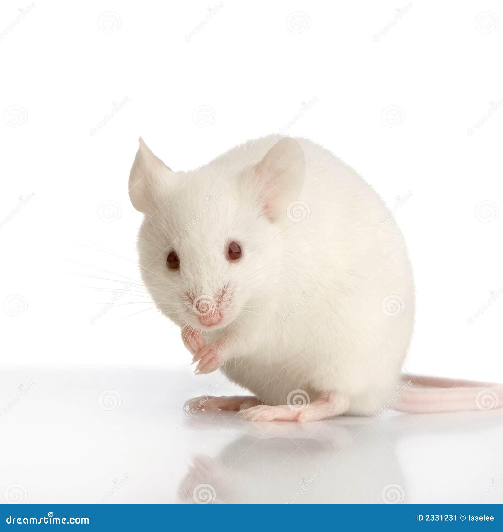 Witte Muis stock afbeelding. Image of harig, huisdieren - 2331231