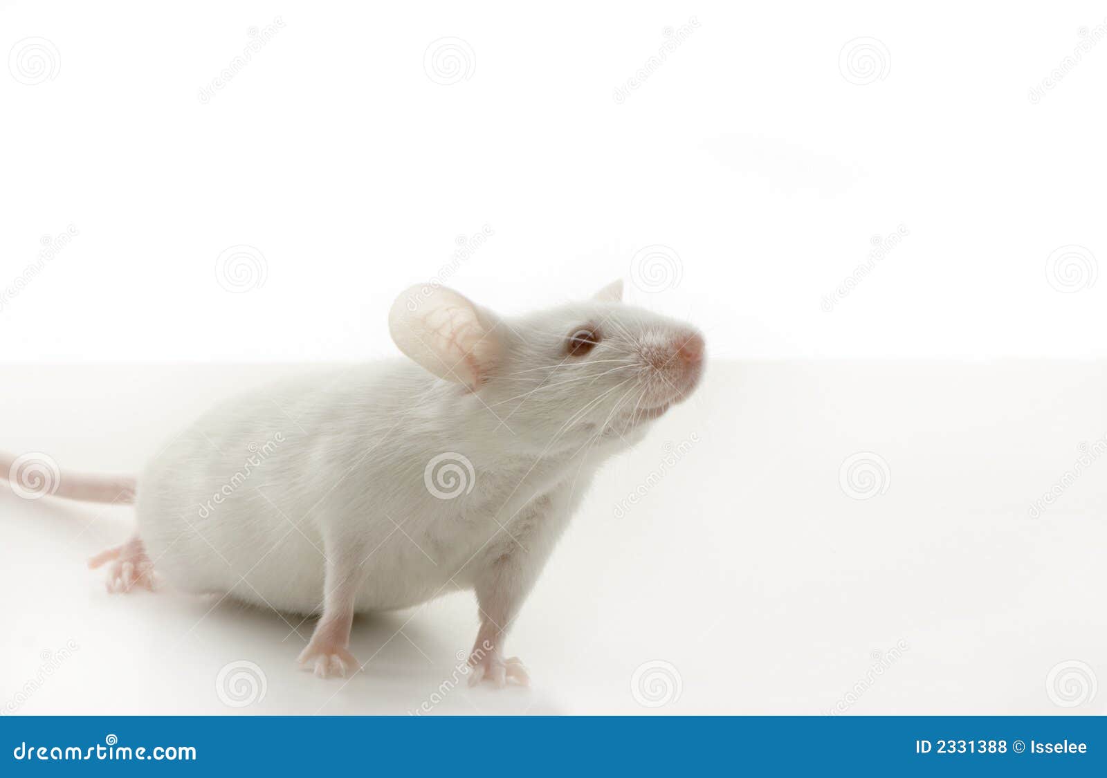 Witte Muis stock foto. Image of huisdier, muizen, bedelen - 2331388