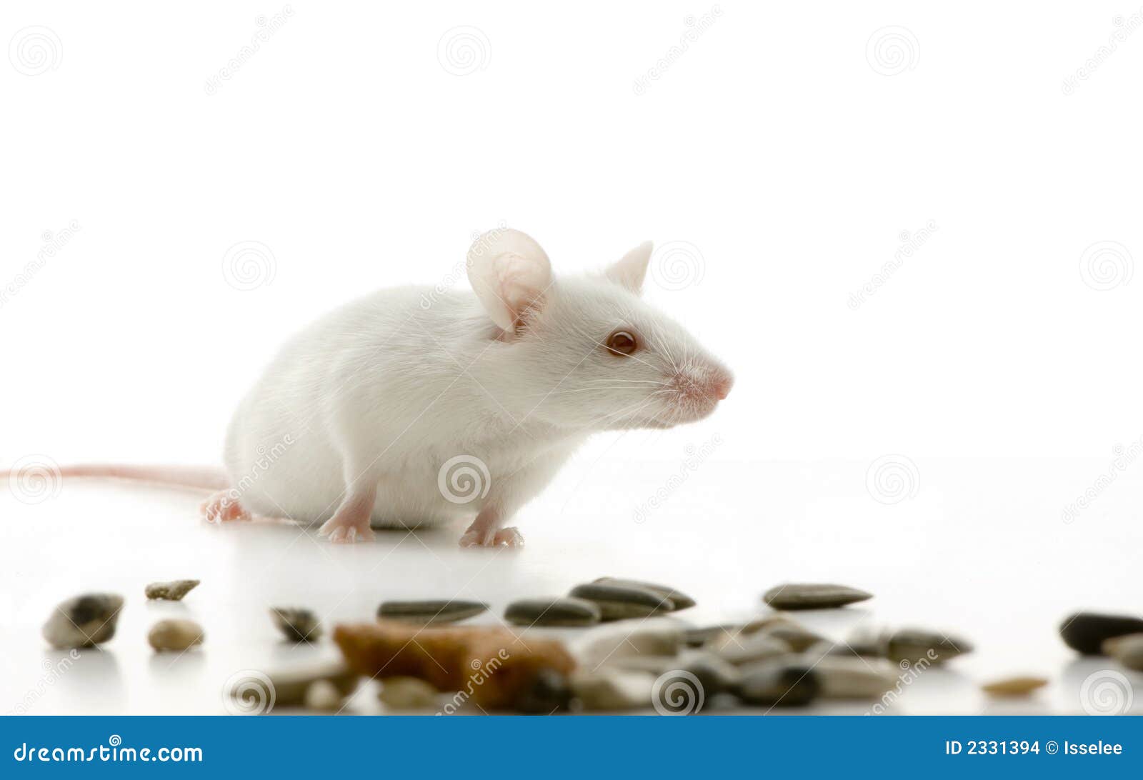 Witte Muis stock foto. Image of grappig, geïsoleerd, portret - 2331394