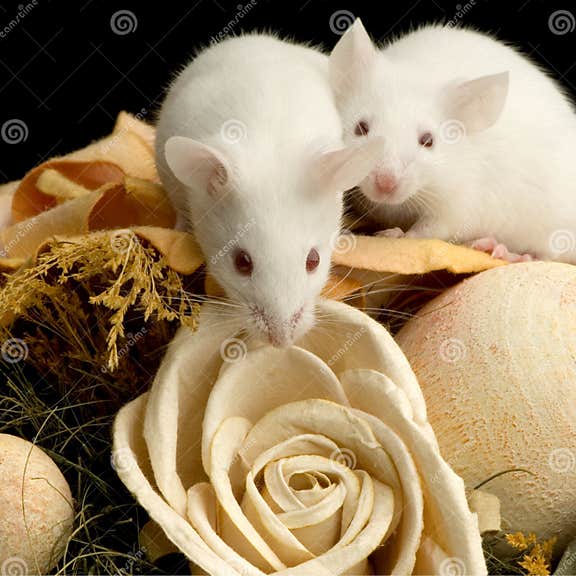 Witte Muis stock foto. Image of bedelen, smelten, huisdier - 2331444