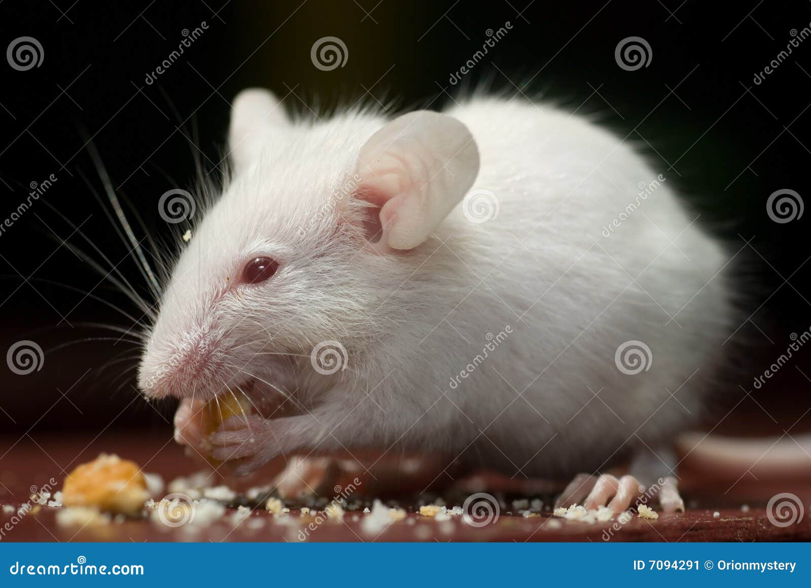 Witte muis stock afbeelding. Image of kruimels, zoogdier - 7094291
