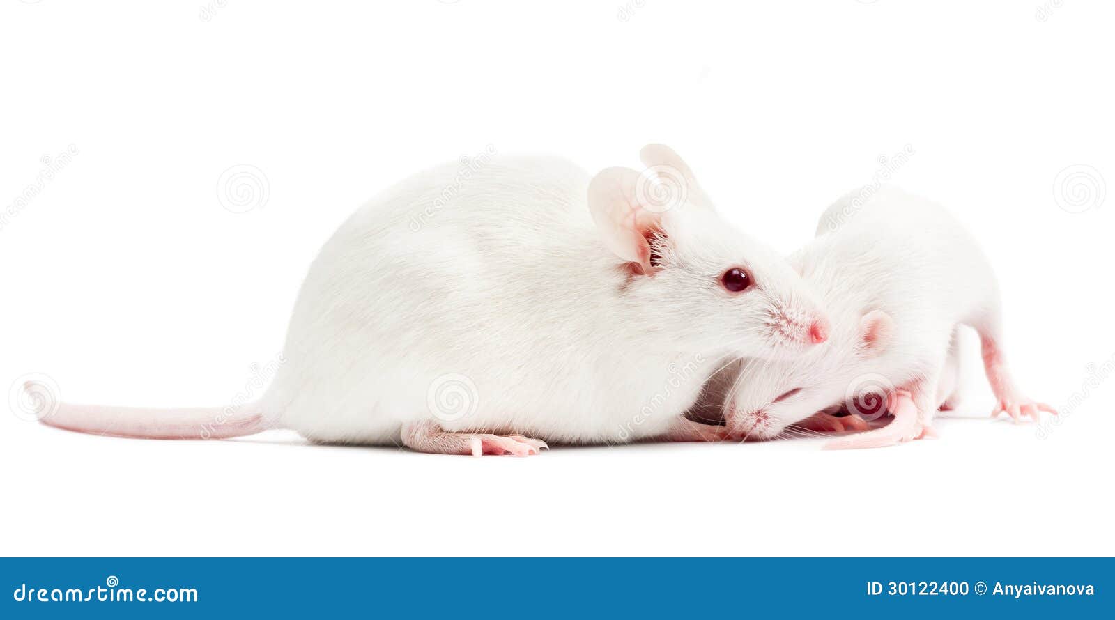 Witte muizen stock foto. Image of jongen, huisdier, experiment - 30122400