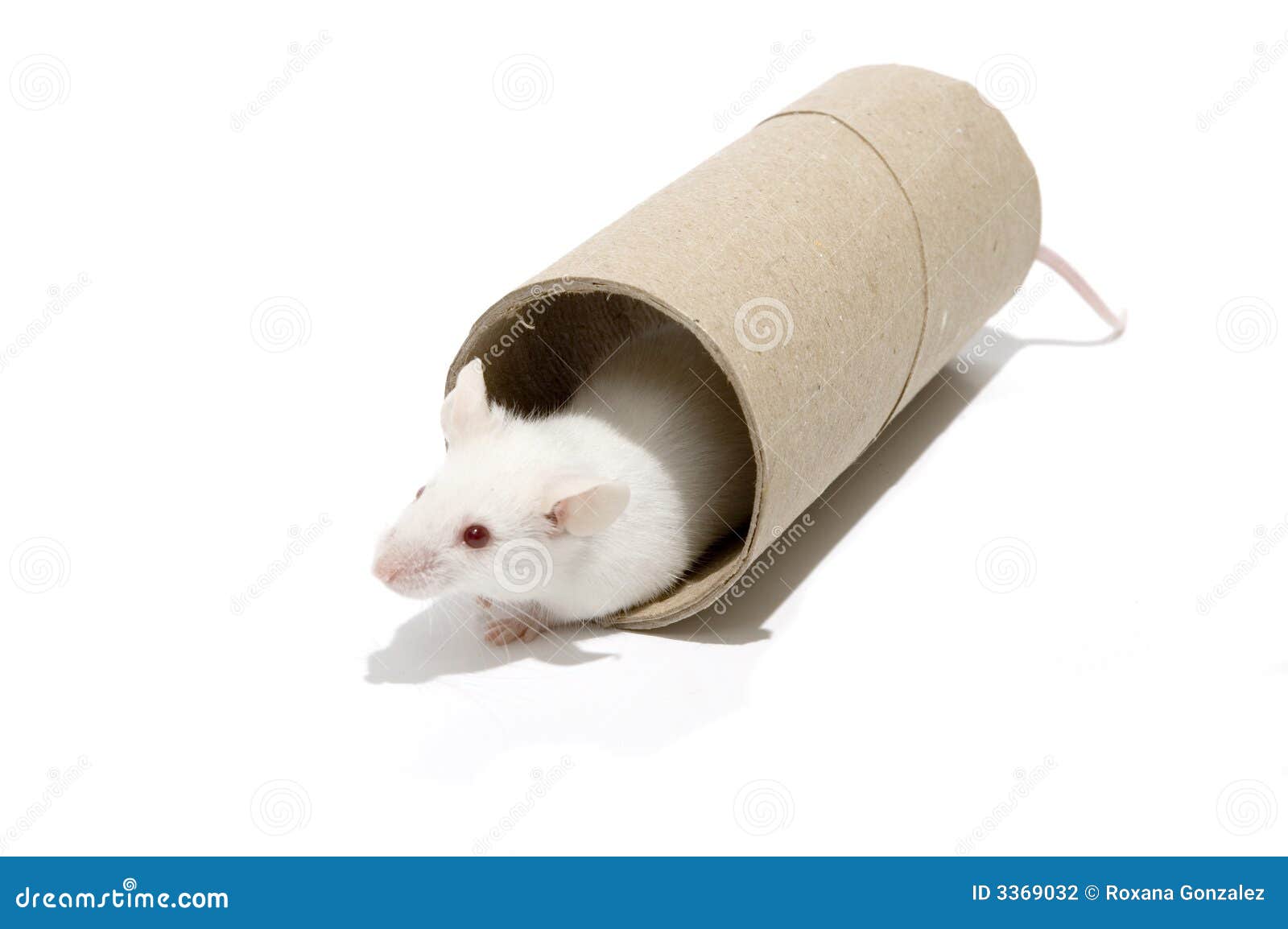 Witte Muizen Op Een Rol Picture. Image: 3369032