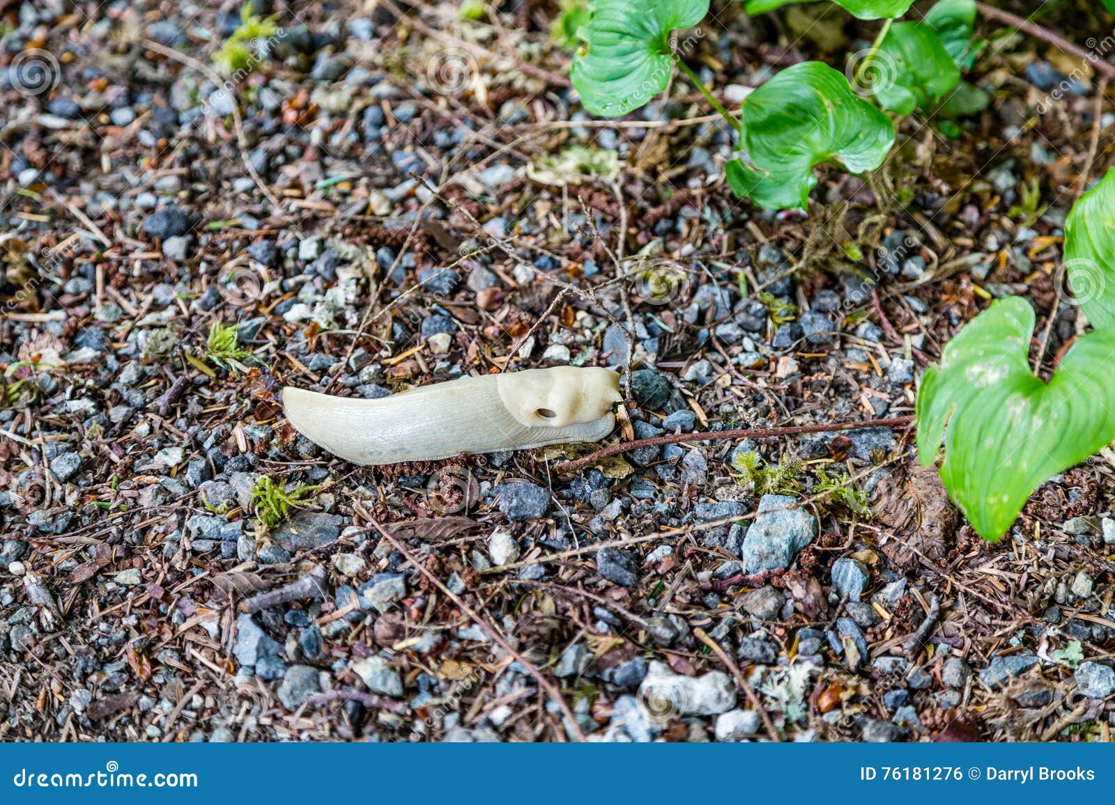 Witte Naaktslak in Bos stock foto. Image of naaktslak - 76181276