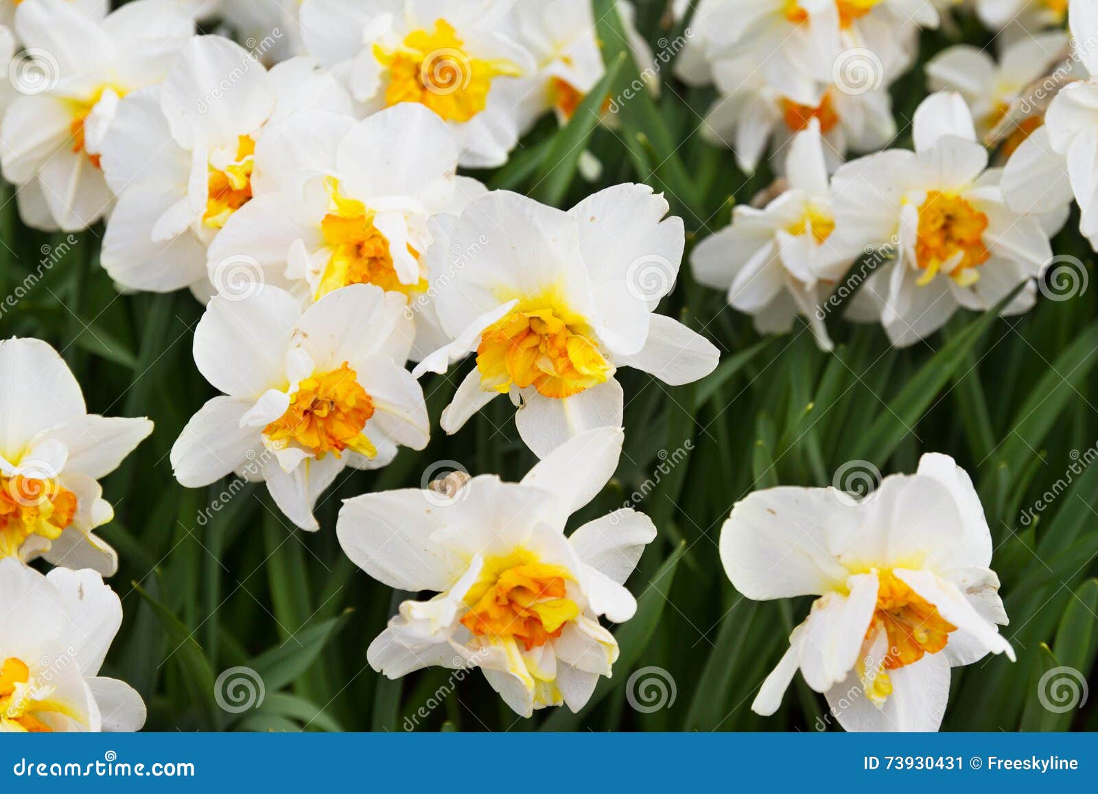 Witte Narcissen Bloemen in De Tuin Stock Afbeelding - Image of bloemen ...