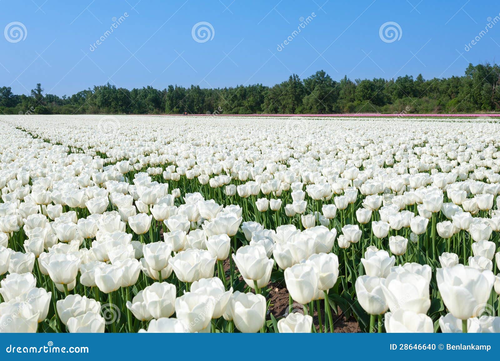 Witte Nederlandse Tulpen in De Lente Stock Foto - Image of bladen ...