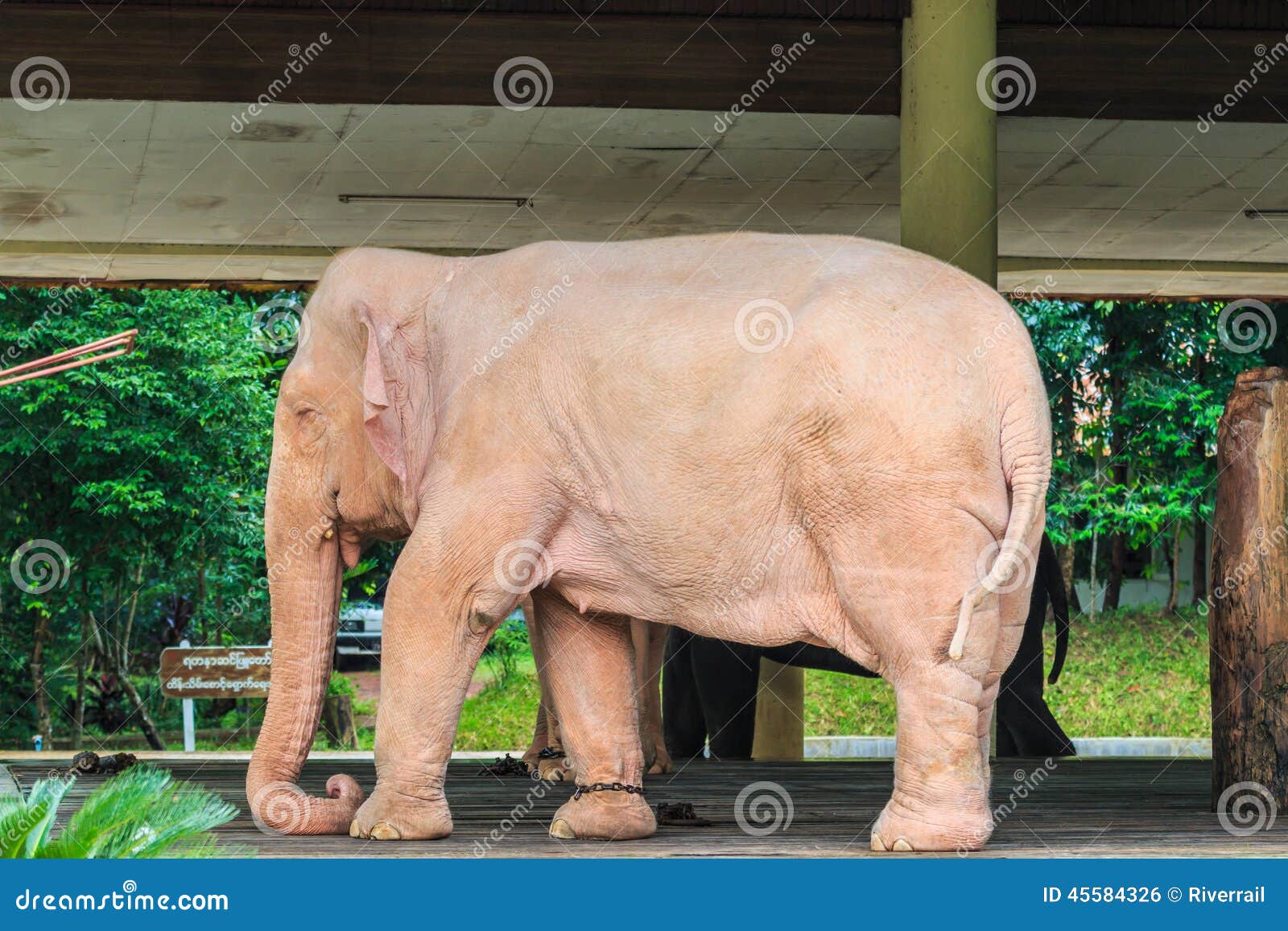 Witte olifant, Myanmar stock foto. Image of zwaar, azië - 45584326