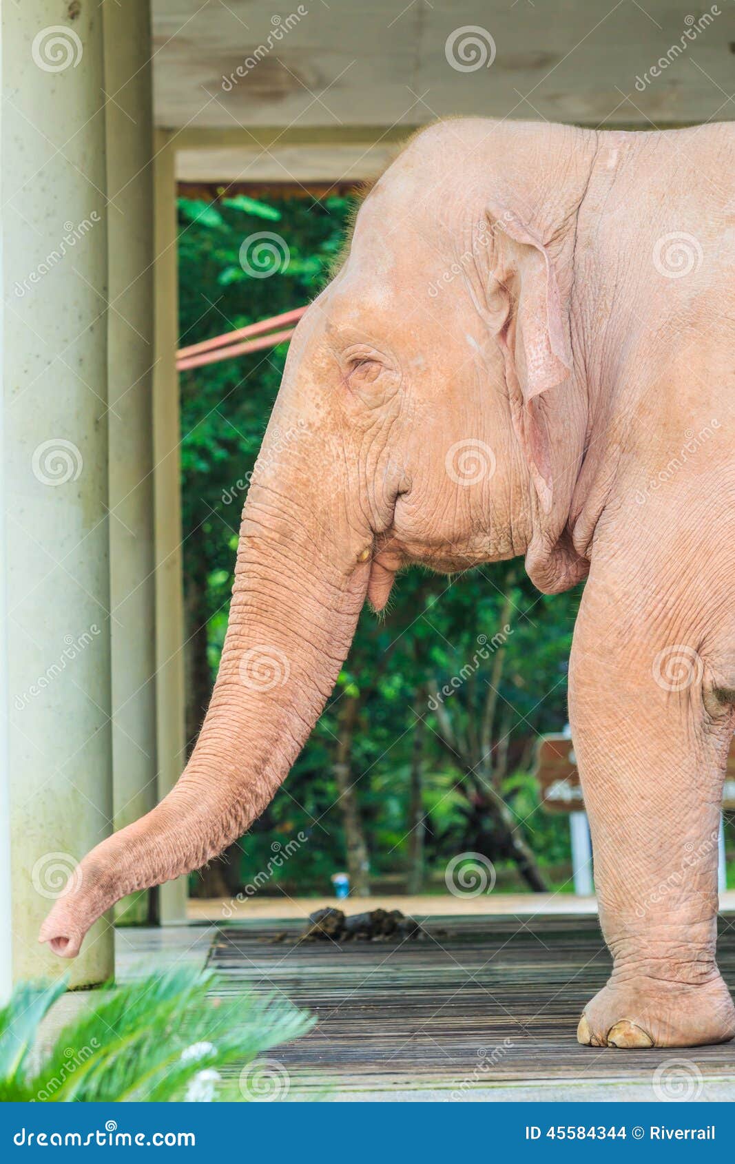Witte olifant, Myanmar stock foto. Image of vrolijk, bescherming - 45584344
