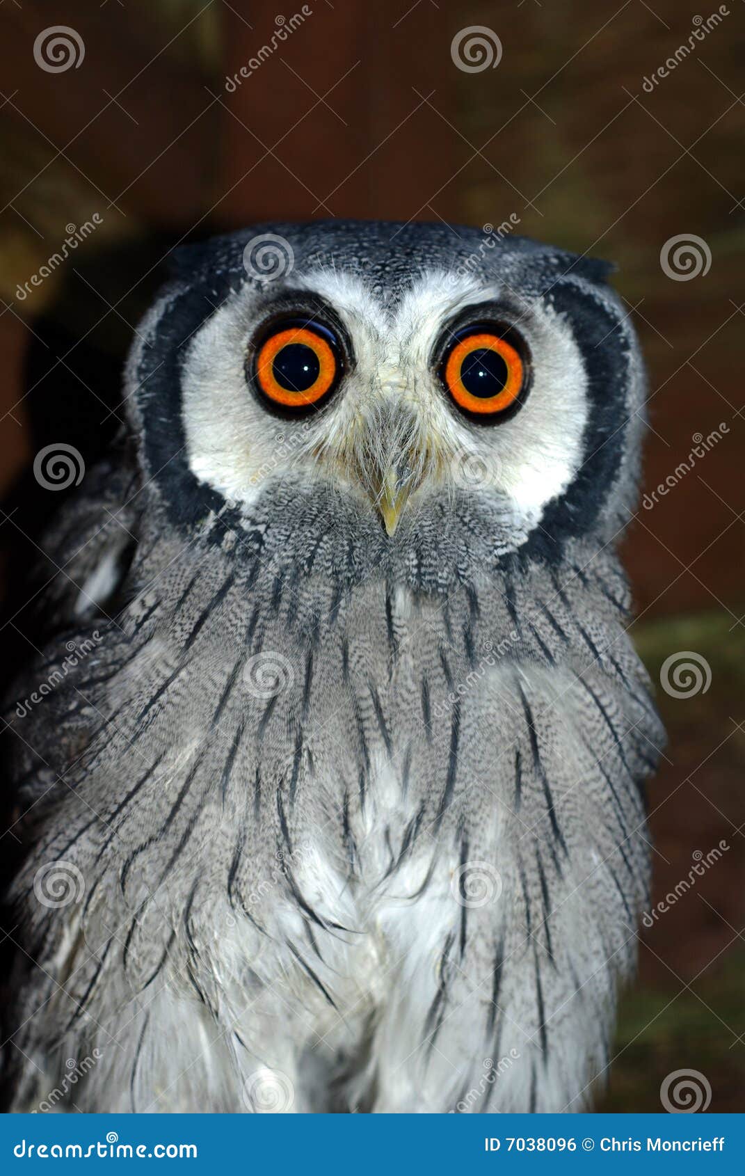 Witte Onder Ogen Gezien Uil Scops Stock Foto - Image of gezicht, talk ...