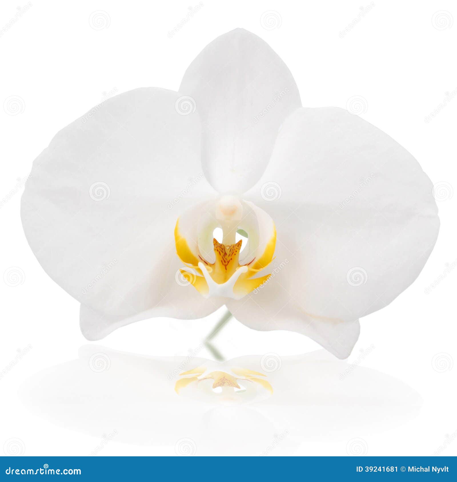 Witte Orchidee stock afbeelding. Image of beeld, flora - 39241681