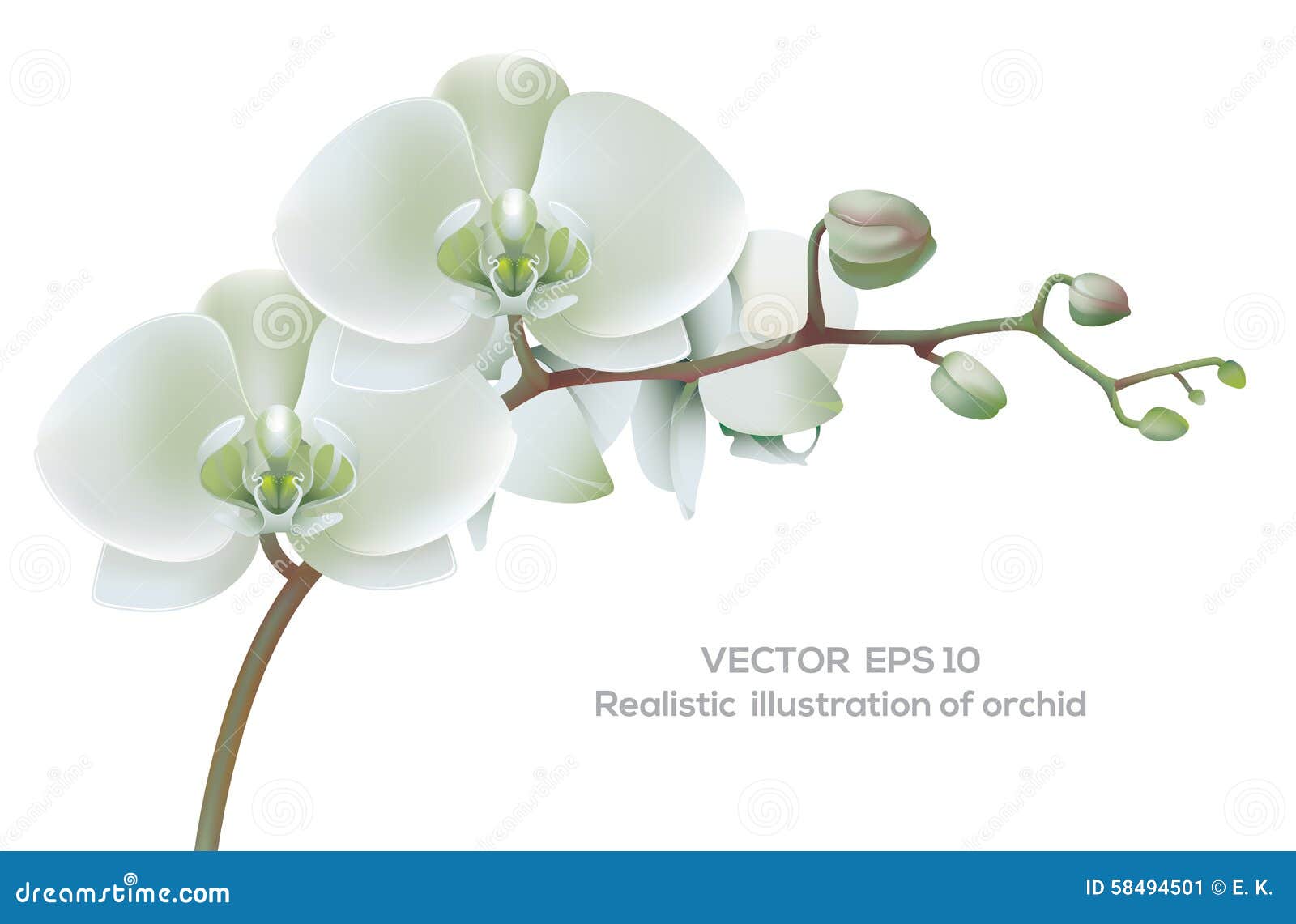 Witte orchidee vector illustratie. Illustration of vrij - 58494501