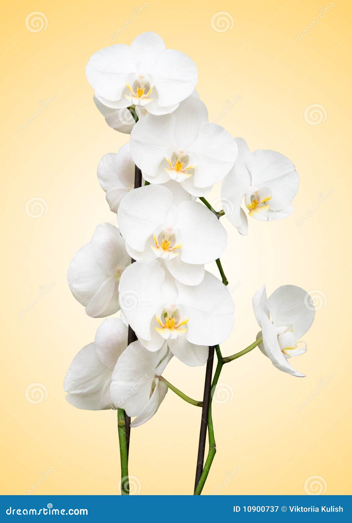 Witte orchidee op geel stock afbeelding. Image of bloei - 10900737