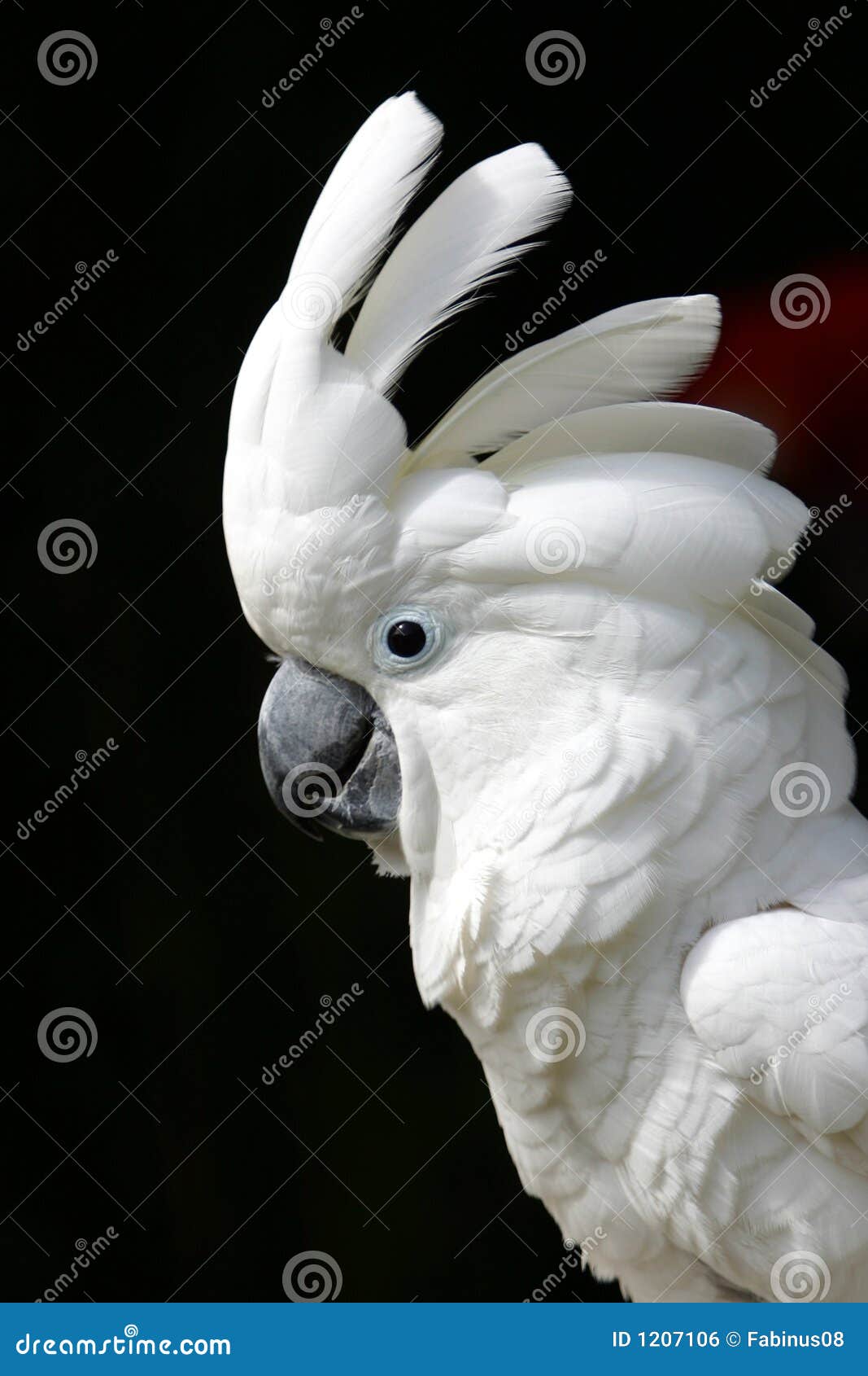 Witte papegaai 2 stock foto. Afbeelding bestaande uit pijp - 1207106