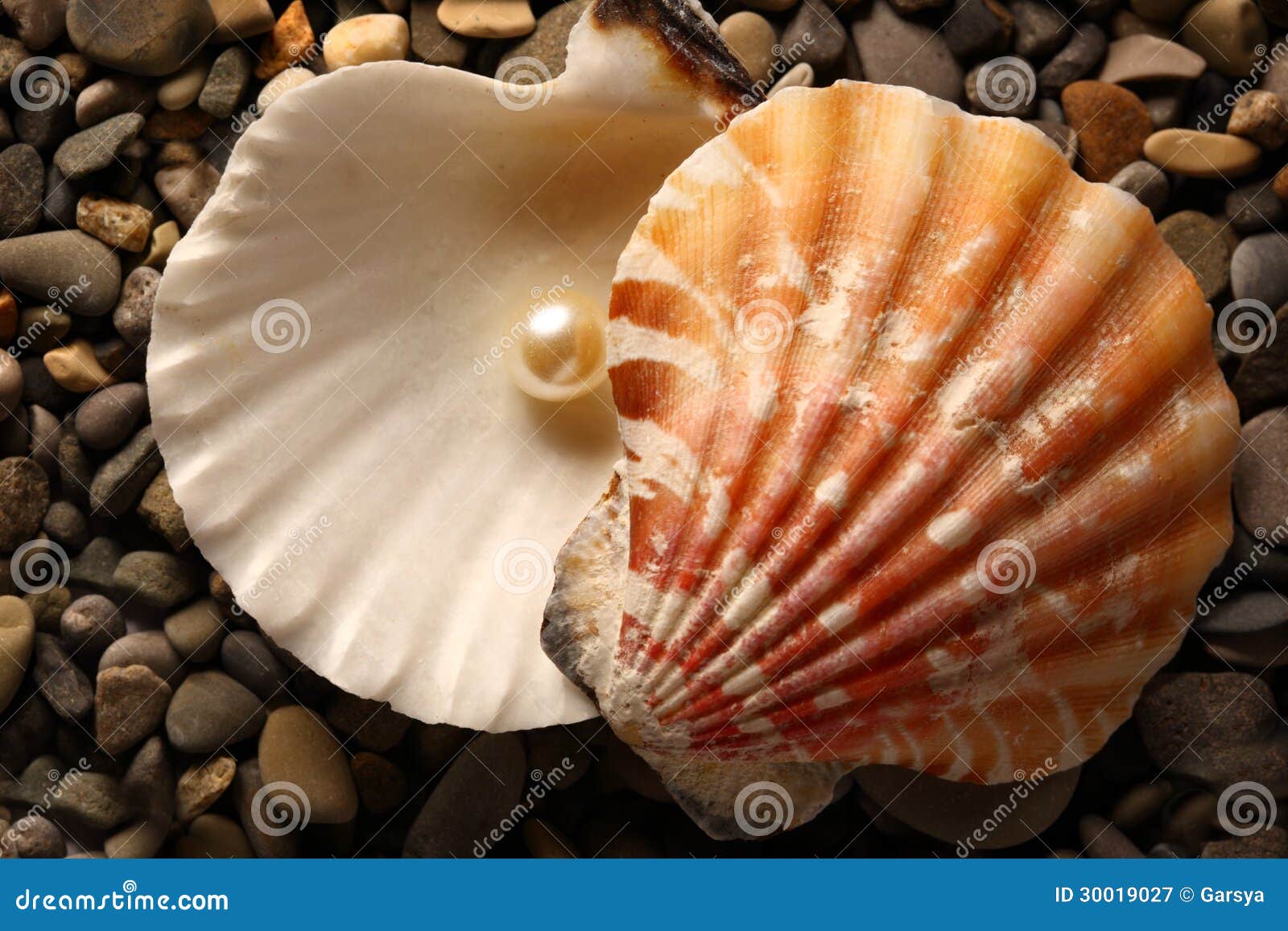 Witte parel stock afbeelding. Image of luxueus, schelp - 30019027