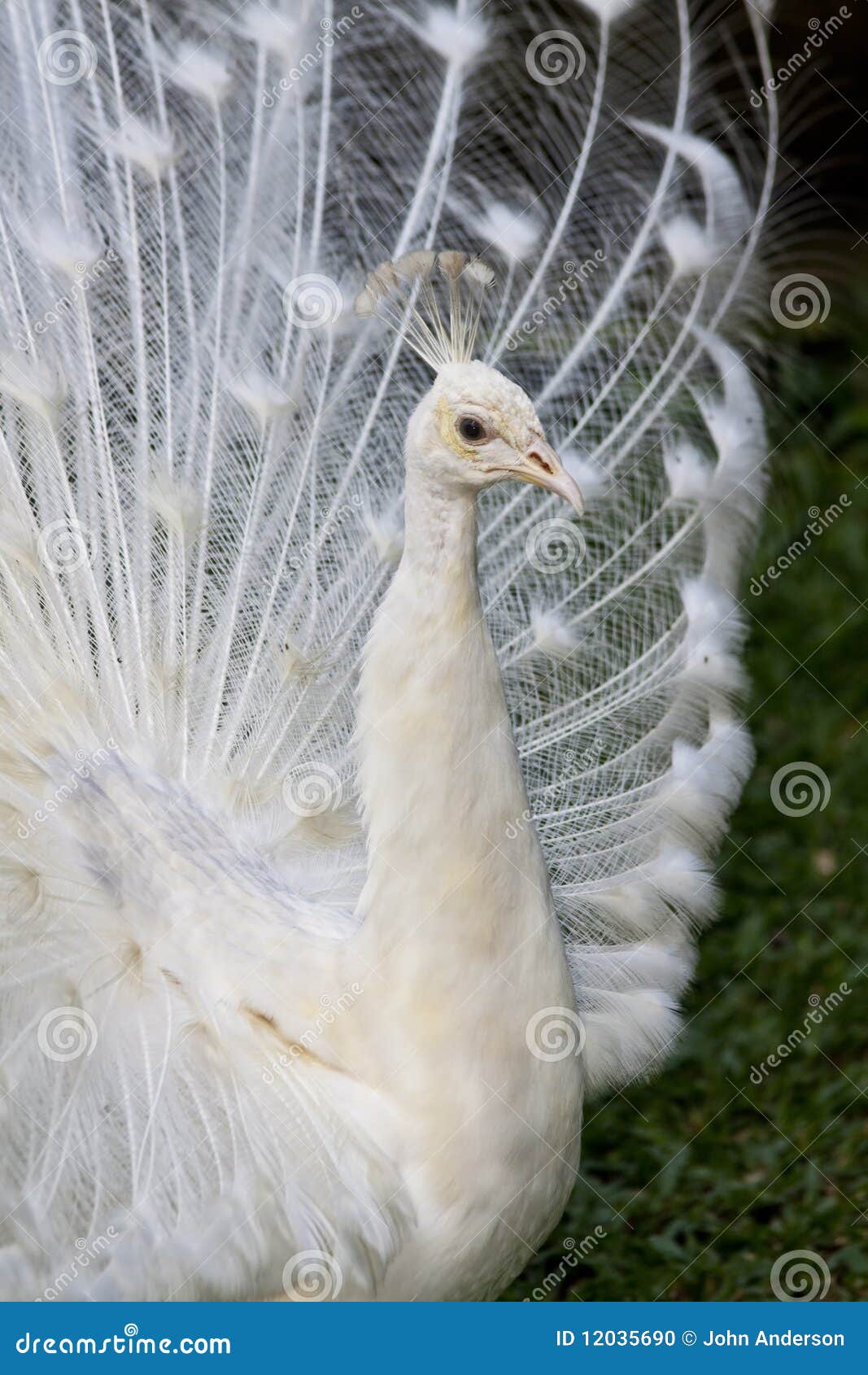 Witte pauw stock foto. Image of wild, mannetje, pauw - 12035690