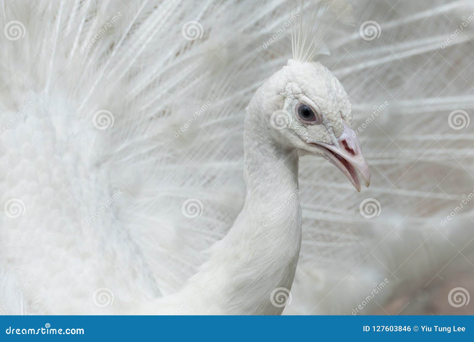 Witte pauw stock foto. Image of pauw, decoratief, gevederte - 127603846