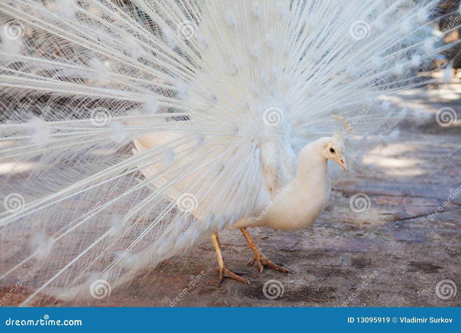 Witte pauw stock afbeelding. Image of verbazingwekkend - 13095919