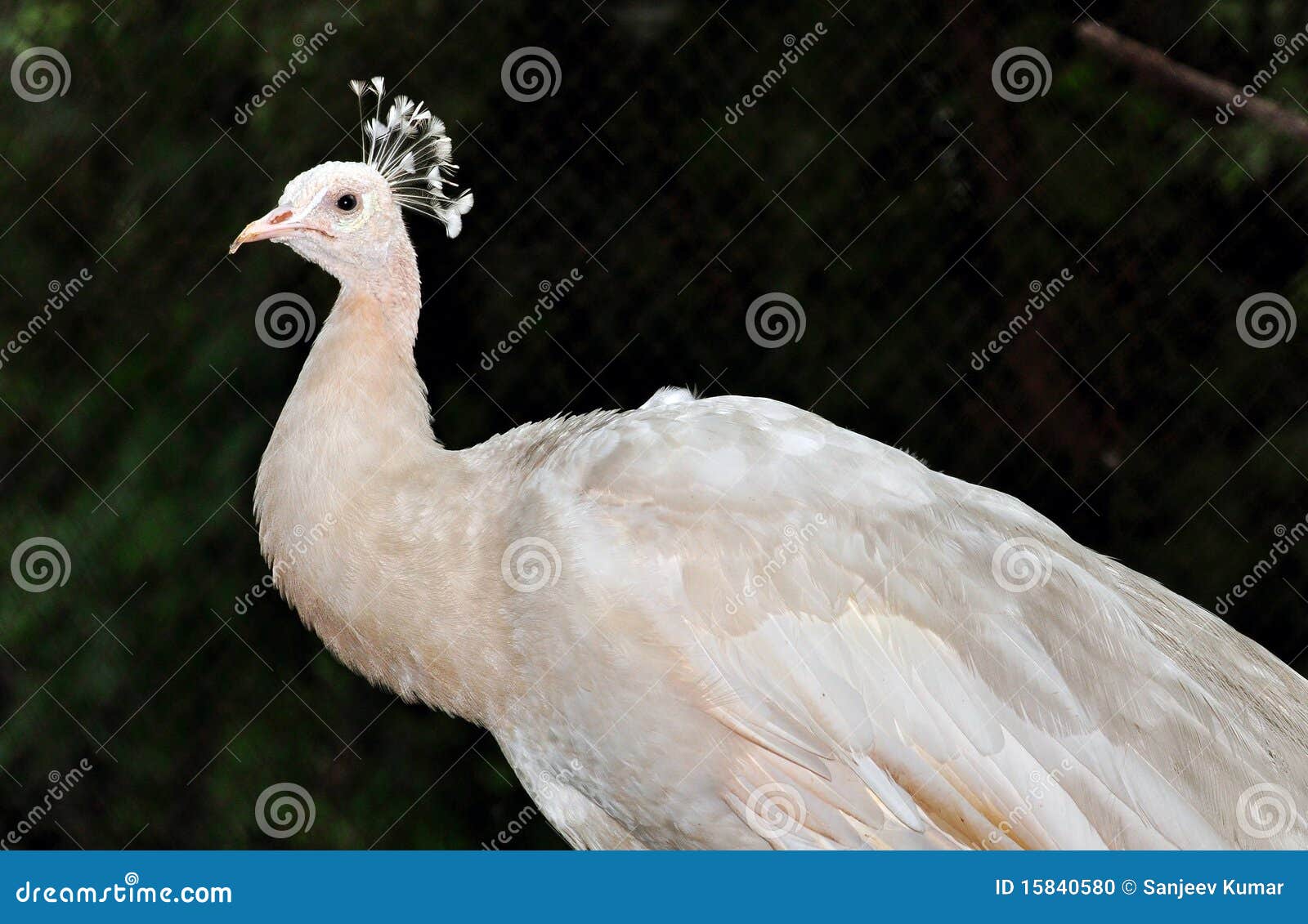 Witte pauw stock foto. Image of wild, nave, gebieden - 15840580