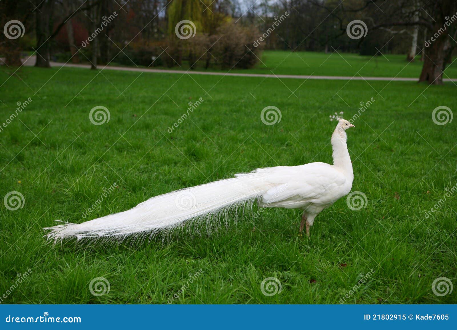 Witte pauw stock afbeelding. Image of vogel, stel, park - 21802915