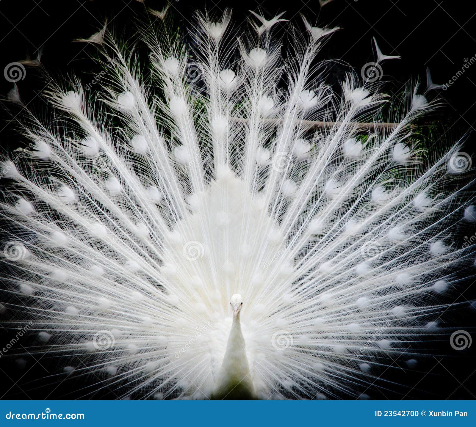 Witte pauw stock foto. Image of patroon, albino, ventilator - 23542700