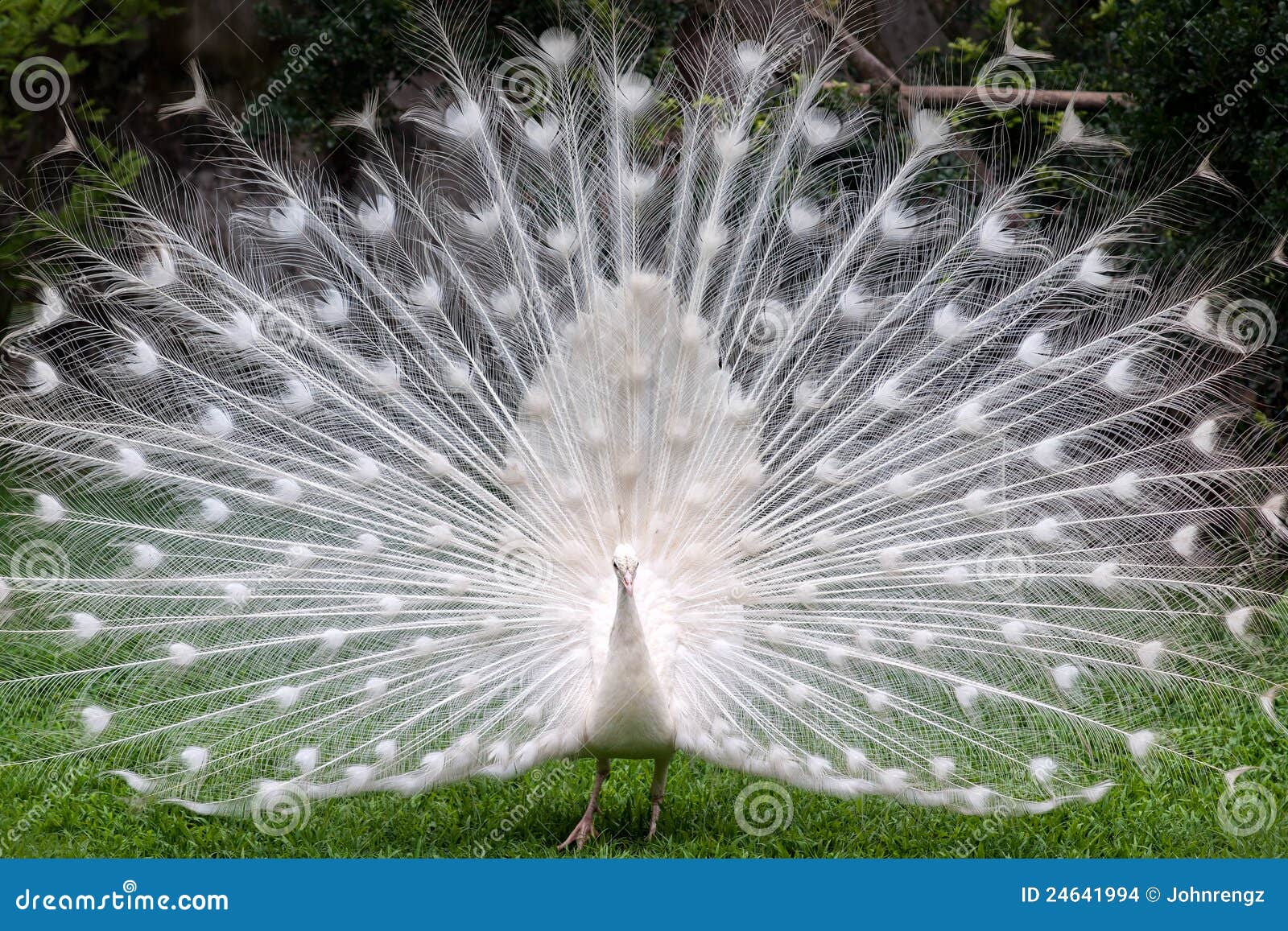 Witte pauw stock foto. Image of pauw, dier, vogel, ventilator - 24641994