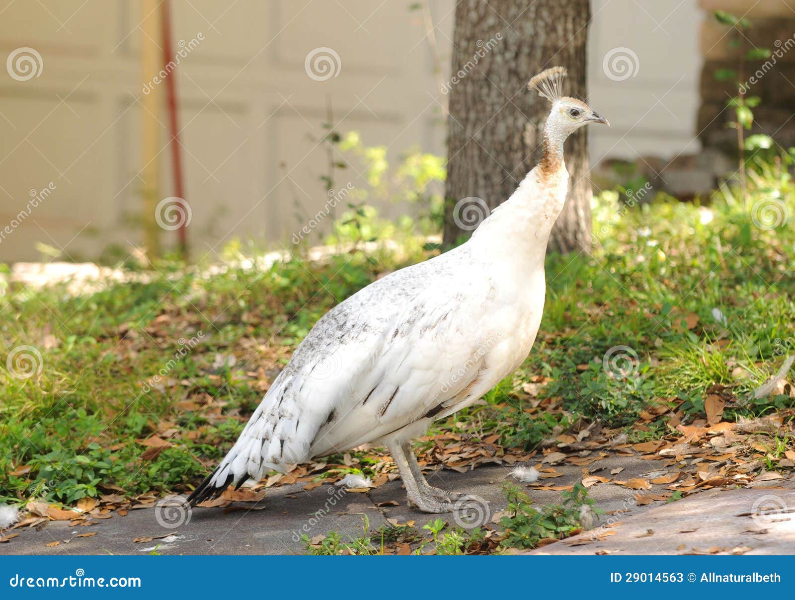 Witte pauw stock afbeelding. Image of pauw, gevederte - 29014563