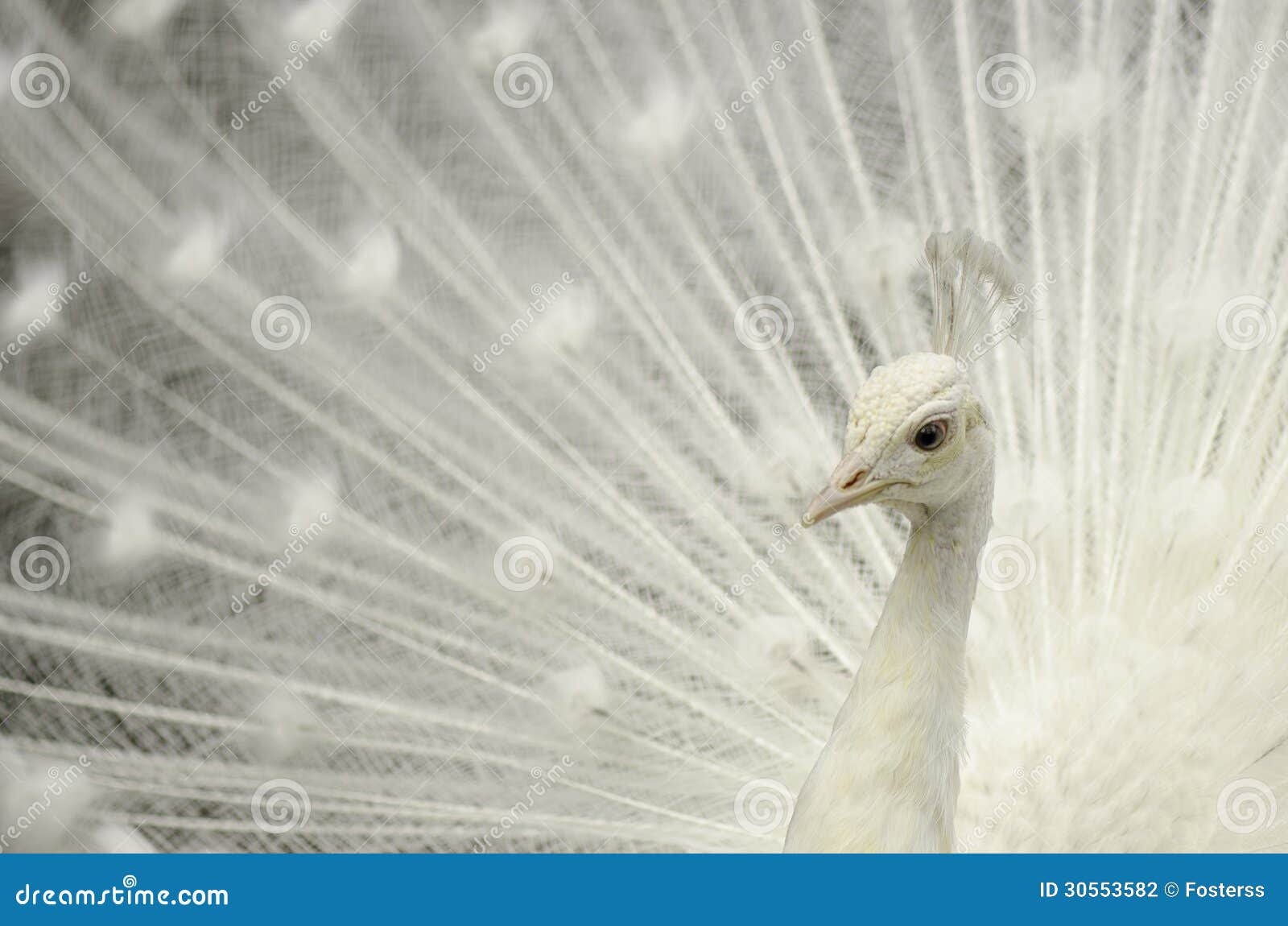 Witte pauw stock foto. Image of hoofd, lepel, decor, horizontaal - 30553582