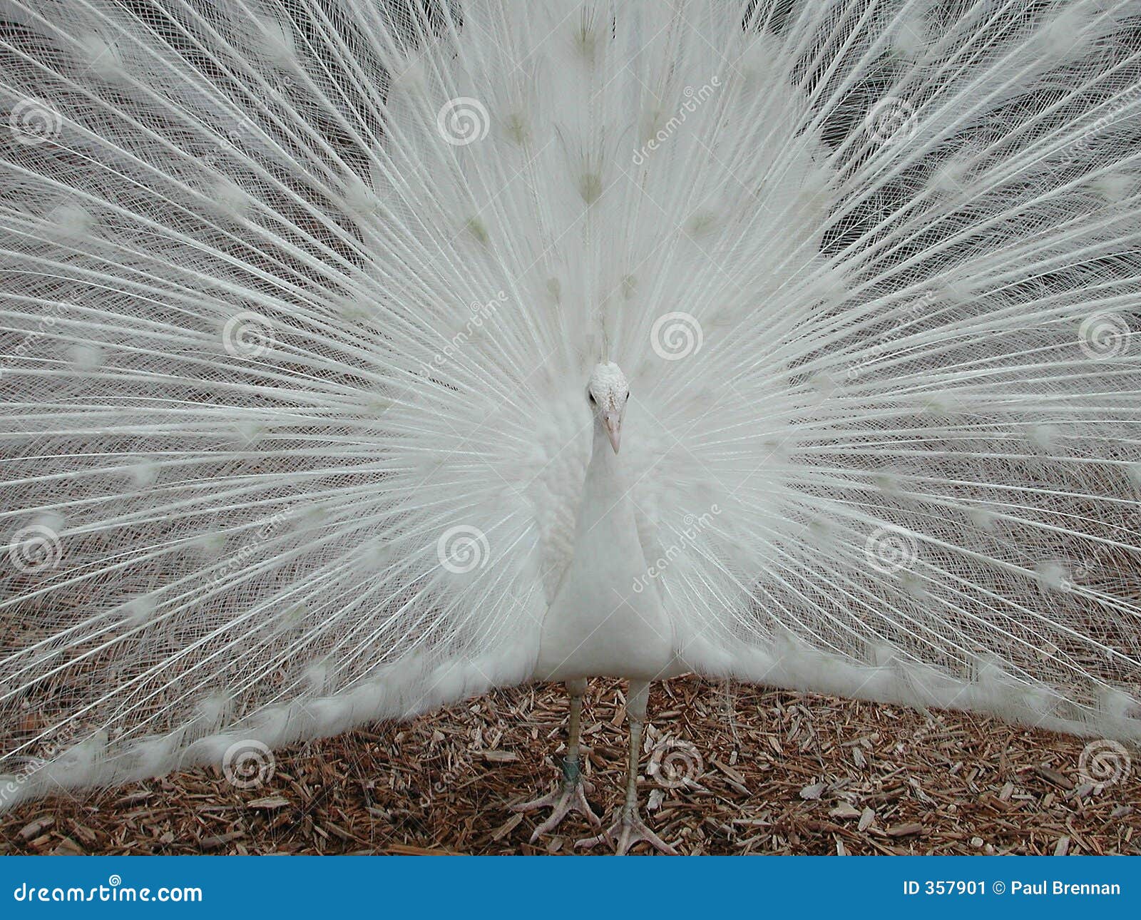 Witte Pauw stock afbeelding. Image of mooi, pauw, dierentuinen - 357901