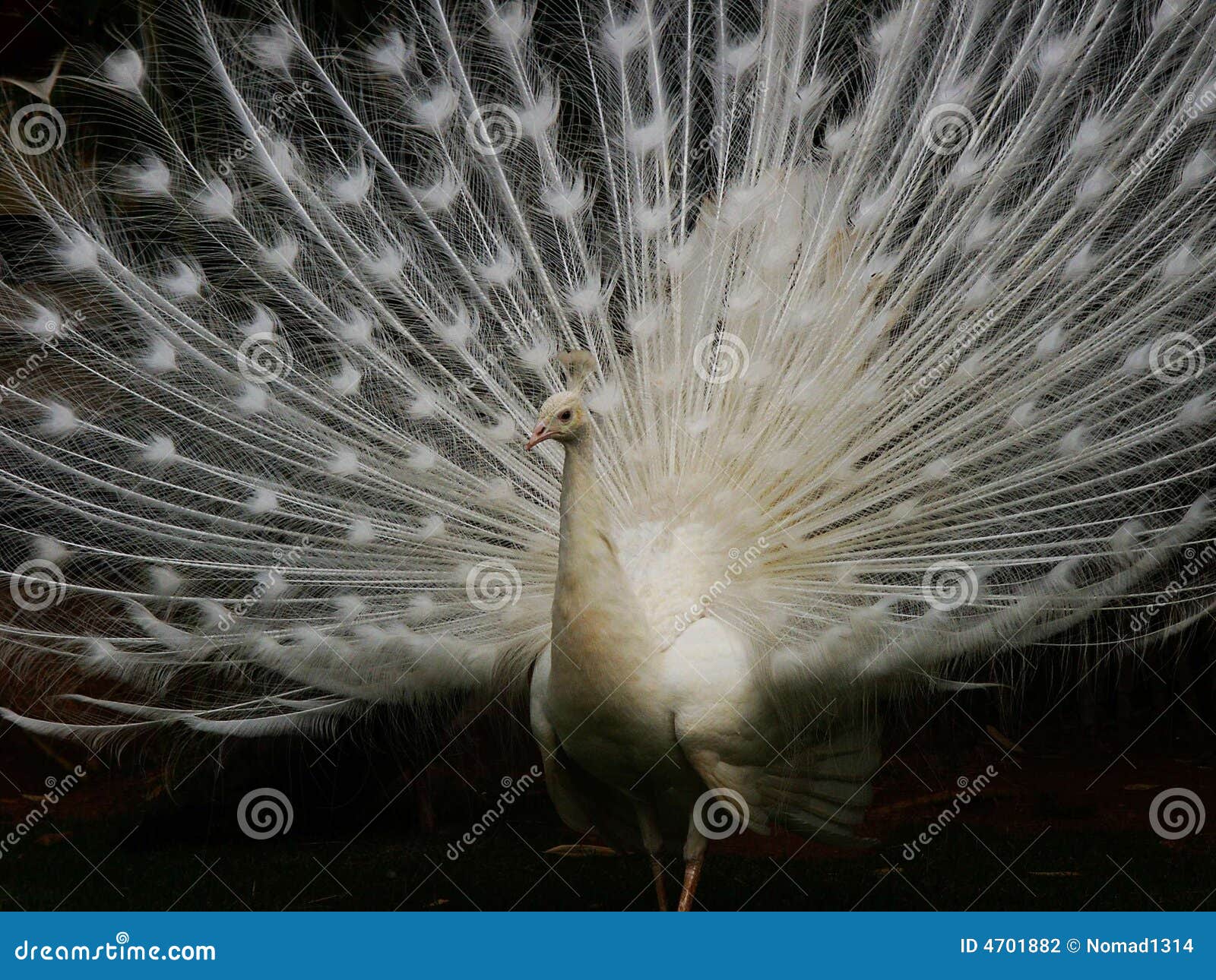 Witte pauw stock foto. Image of duizeligheid, staart, pluim - 4701882