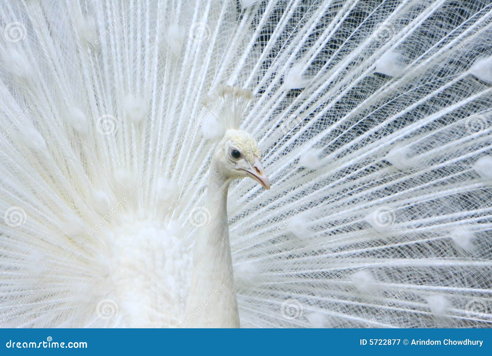 Witte Pauw stock afbeelding. Image of aantrekkelijkheid - 5722877