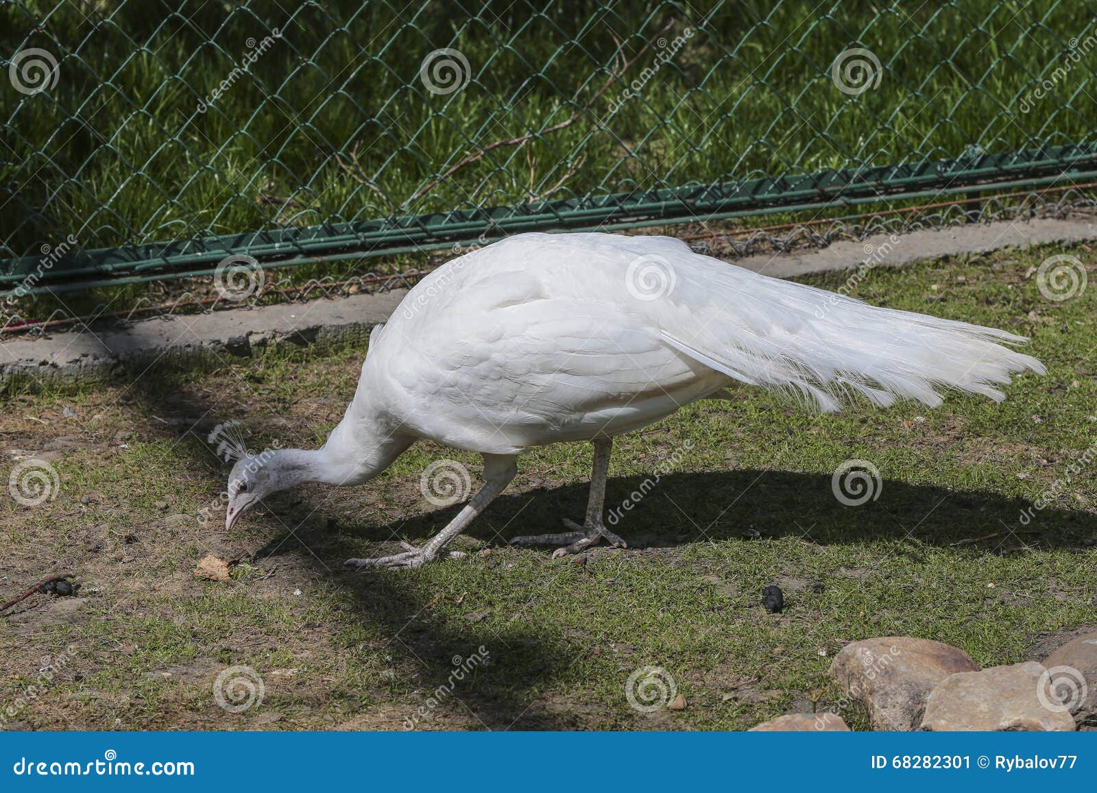 Witte pauw stock afbeelding. Image of fauna, dier, hemel - 68282301