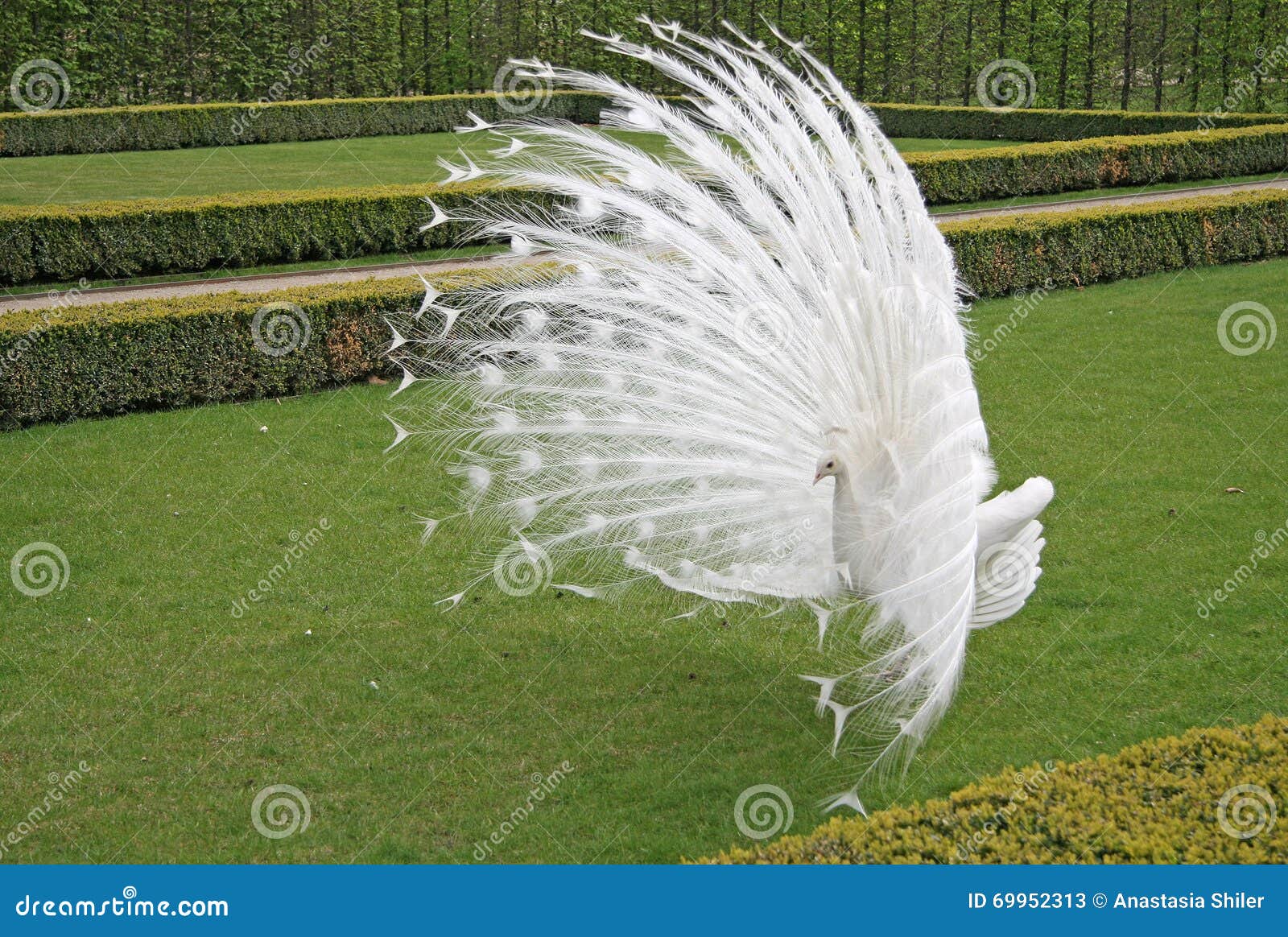 Witte pauw stock afbeelding. Image of mannetje, wild - 69952313