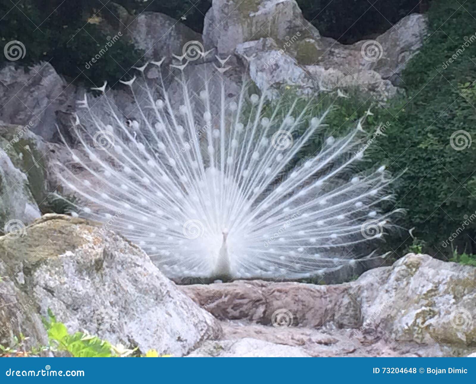 Witte pauw stock foto. Image of wenen, pauw, dierentuin - 73204648